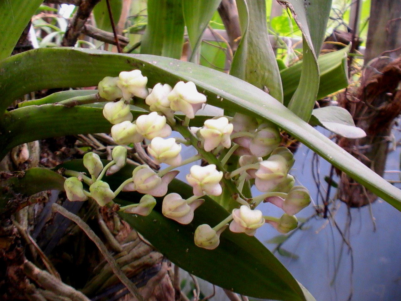 Giao lưu và học hỏi: Phong lan nở sớm