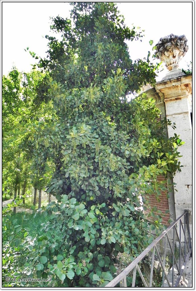 NaturAranjuez: Alnus glutinosa (ALISO)