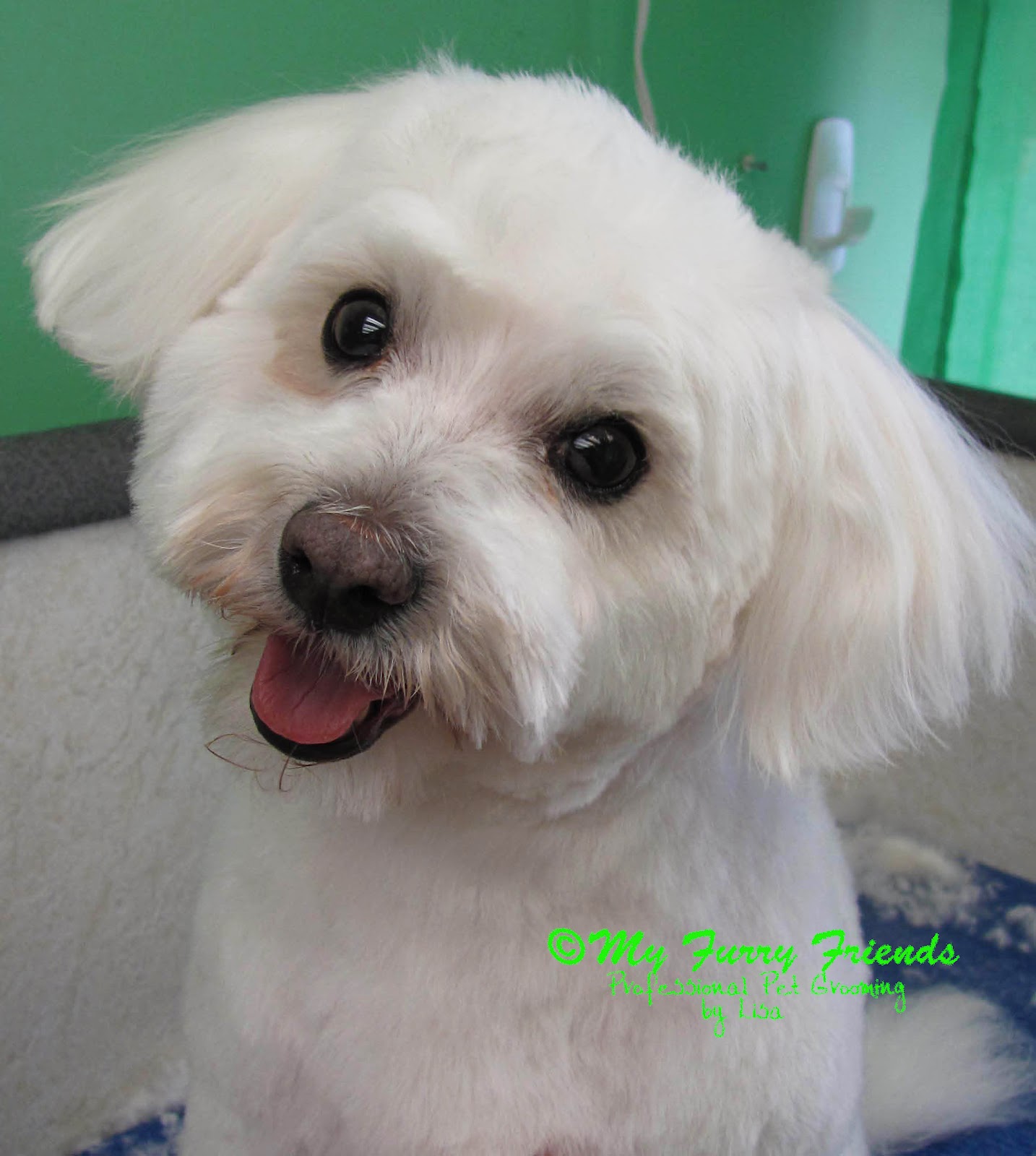 Pet Grooming: The Good, The Bad, & The Furry: Face Washing