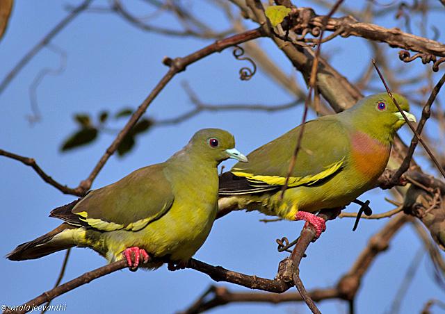 Jenis-Jenis Burung Punai - EDUBIO