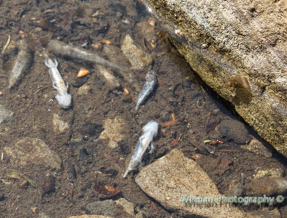 Walks with Moss: Coming full circle on the high divide -day 3 Ghosts on ...