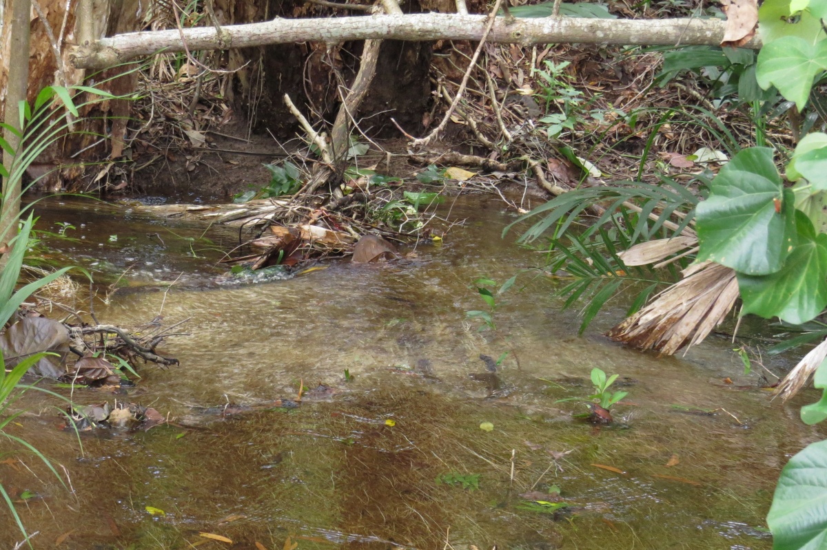 Queensland Coast: Fish spawning in the big wet