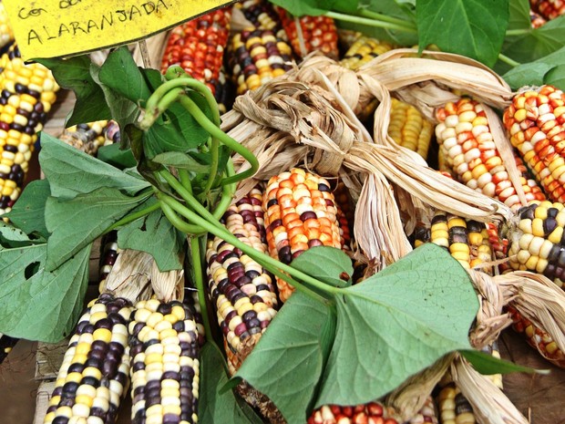 Milho Guarani é inserido nas refeições das escolas indígenas de Itanhaém