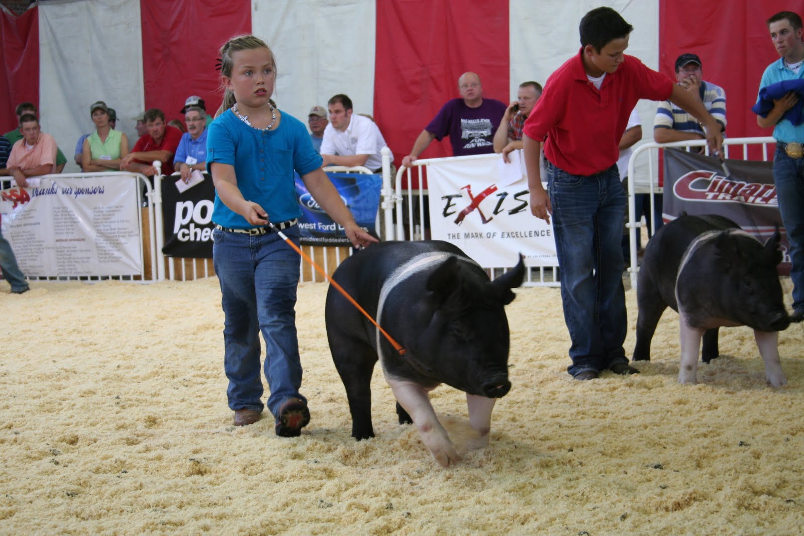 World Pork Expo Hampshire Barrow Show Results | National Swine Registry
