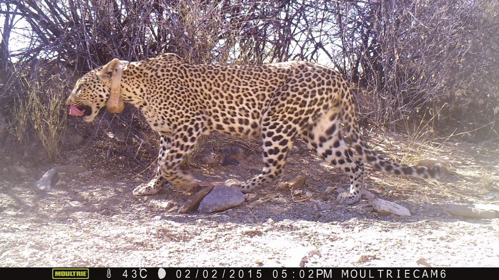 Neuras: N/a'an ku se Wine and Wildlife Estate: Lightning Update