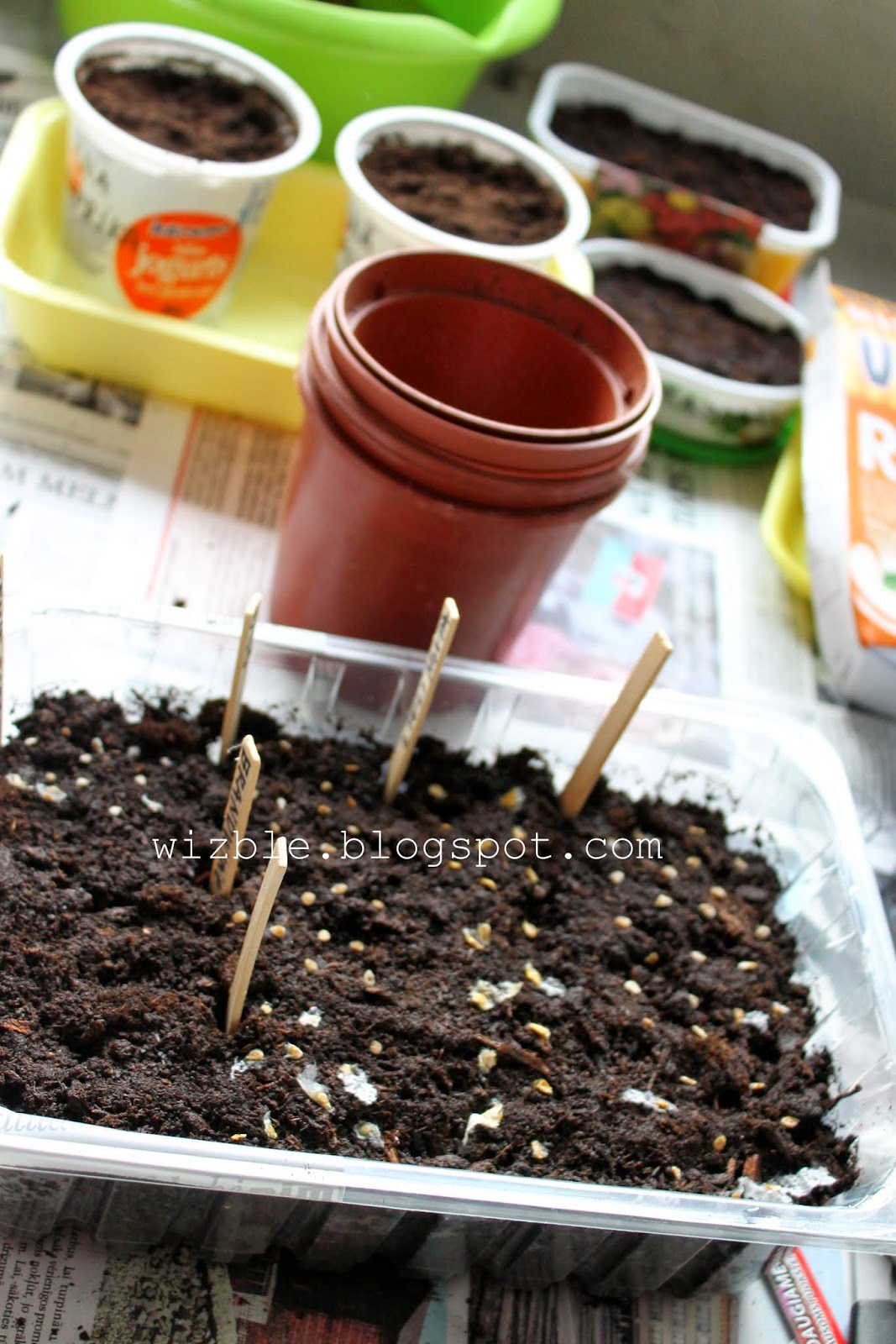 sauja no manis: sējas laiks..