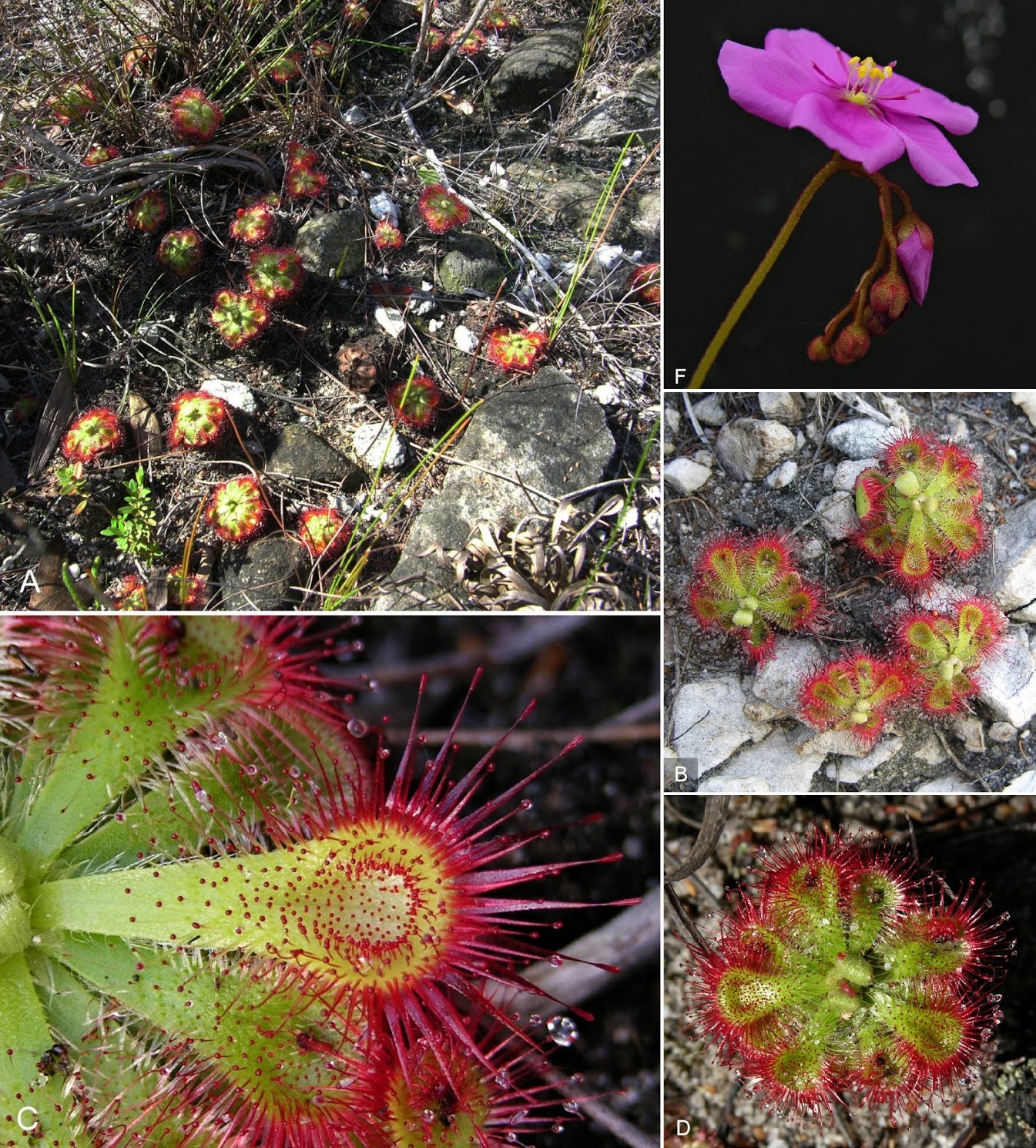 Species New to Science: [Botany • 2018] Drosera xerophila (Droseraceae ...