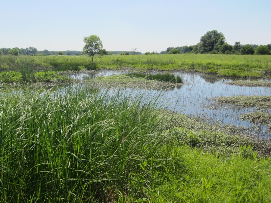 Bird's Yellow House: The Loblolly and The Limberlost