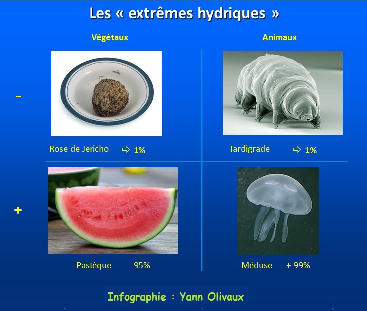 La nature de l'eau: EAU ET BIOLOGIE (1) : L'eau, 99% de notre matière ...