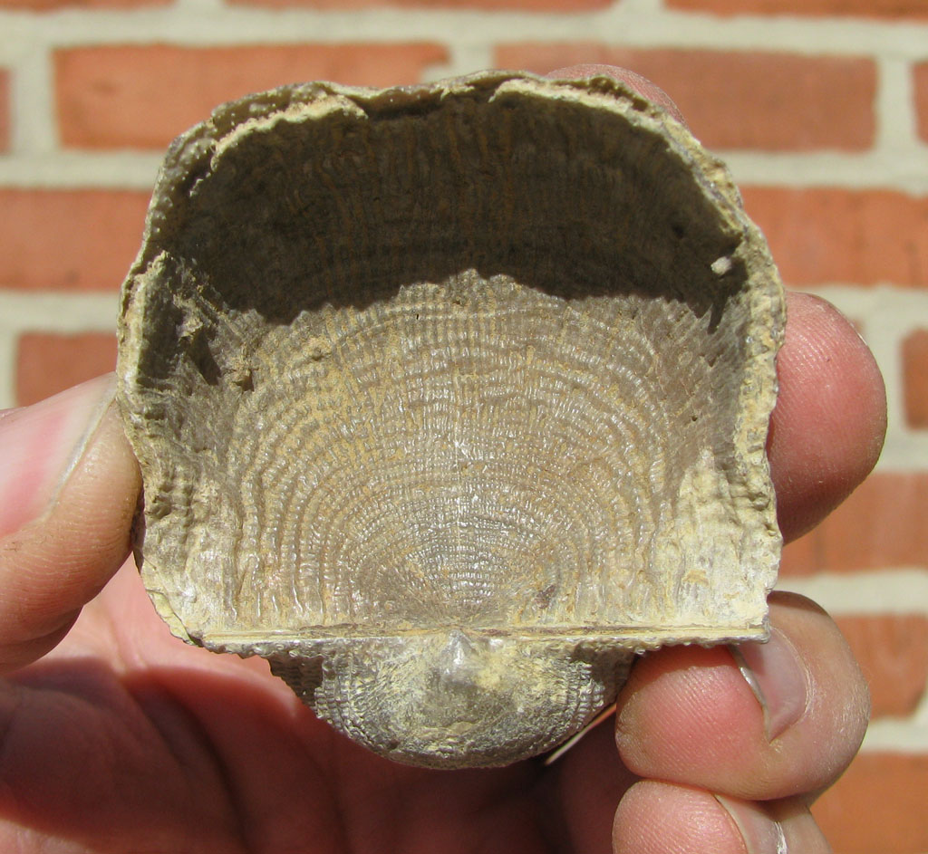 Views of the Mahantango: Linoproductus sp. brachiopod from Texas