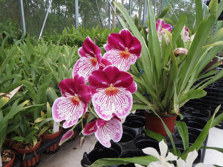 Miltoniopsis Breathless care and culture | Travaldo's blog