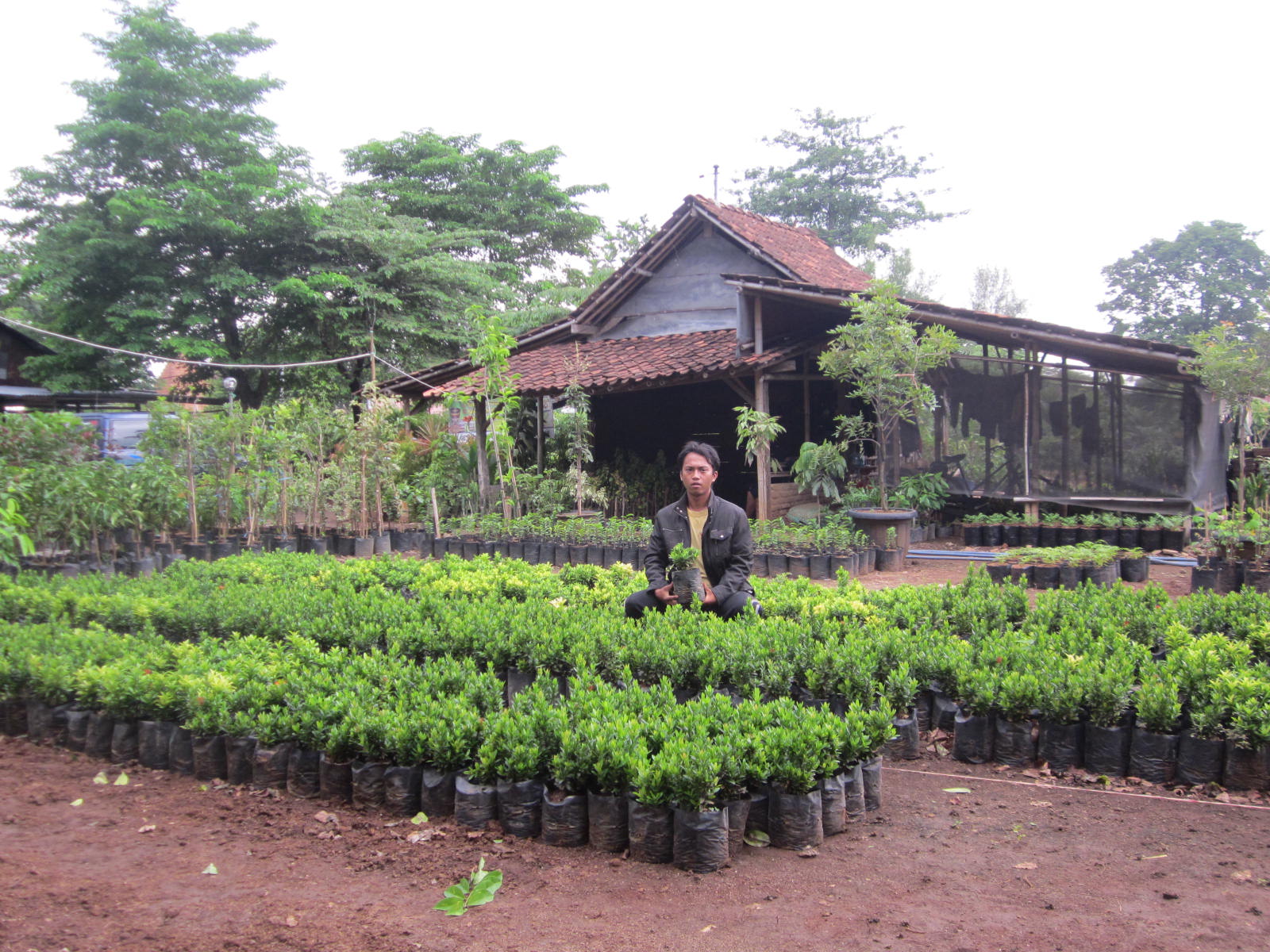 BIBIT JATI MERAH DAN TANAMAN KERAS