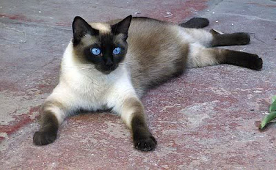 Siamese Cats - MY PETS