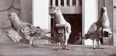 Retired--Now What?: Homing Pigeon Photo Addendum