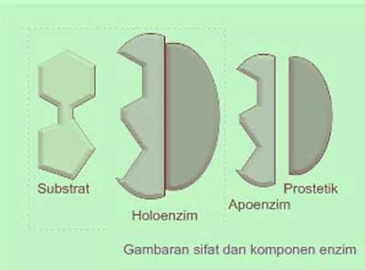 Penggolongan dan Penamaan Enzim Beserta Fungsinya - Jegeristik