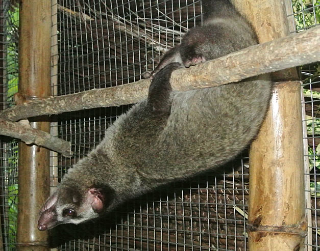 Musang or Masked Asian Civet Cat: Our continued adventure with the ...