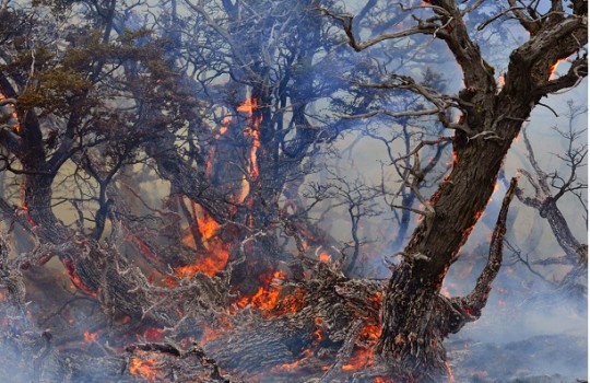 Chile Onemi Reporta 64 Incendios En Combate Y Más De 238 Mil Hectáreas