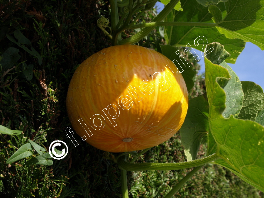 CAMINANDO: La Calabaza y la salud.