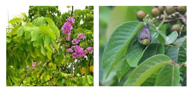 Health Alert!: Banaba (Lagerstroemia speciosa) Description and Uses