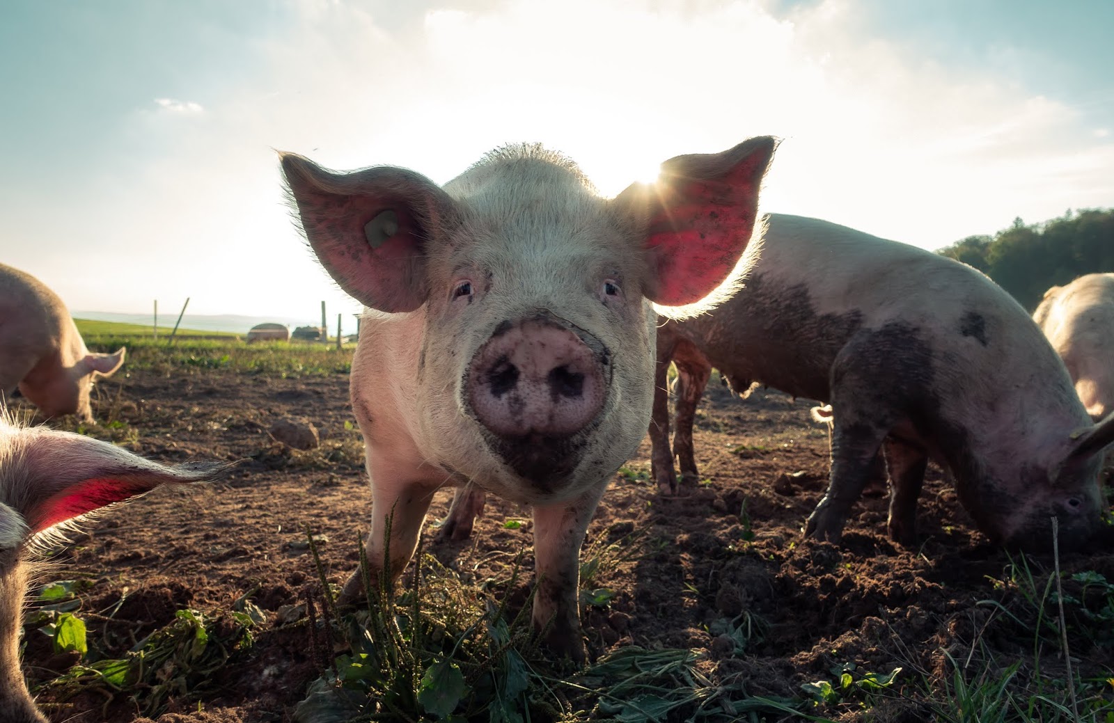Aujeckijeva bolest, lažno besnilo, kod pasa i mačaka ~ Panvet - moj ...