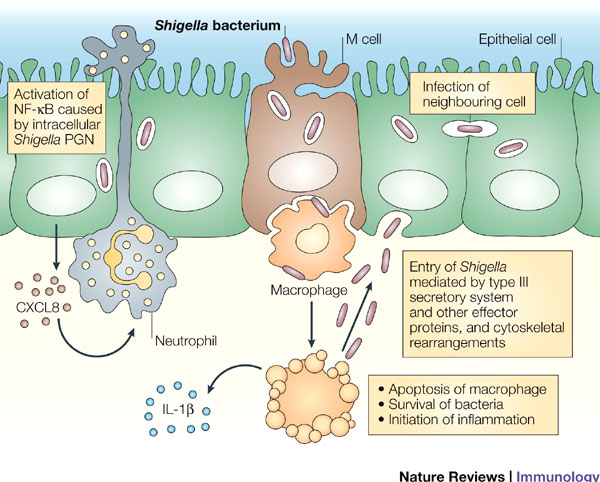 Infection Landscapes: Shigellosis