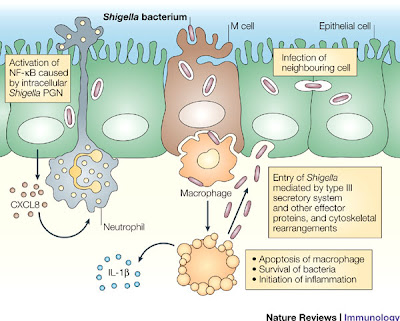 Infection Landscapes: Shigellosis