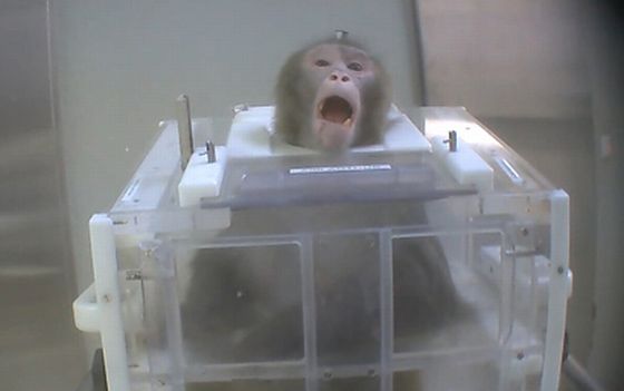 Voordierenblogger: 100.000 handtekeningen: Biomedical Primate Research ...