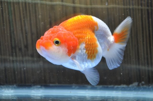 Suzuki x Kageyama Top View Ranchu: Lionchu seeds