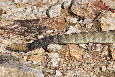 Your Daily Dose of Sabino Canyon: Know your snake tails