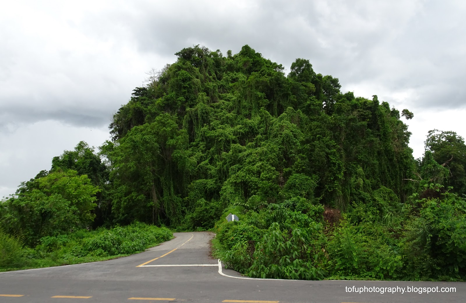 Tofu Photography: Dense jungle on a hill in Trang, Thailand