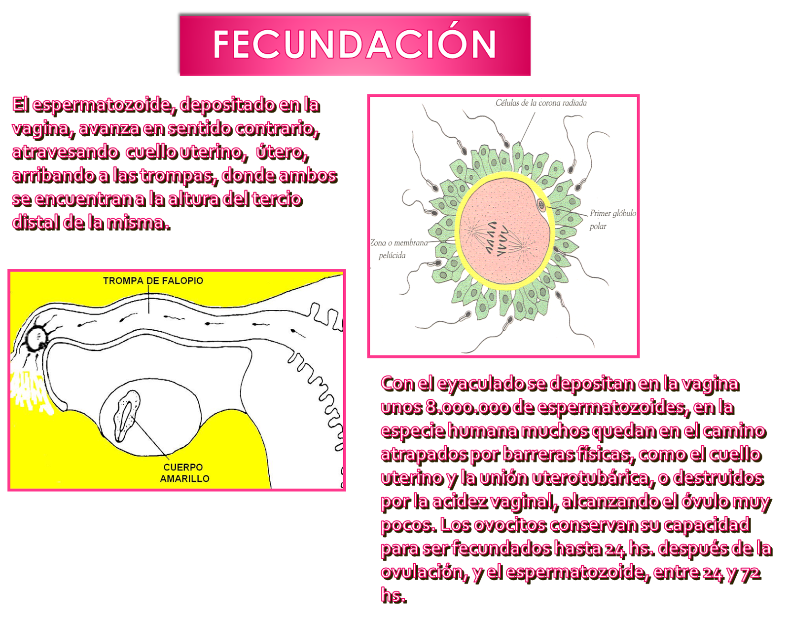 Fisiologia Medica: FECUNDACION