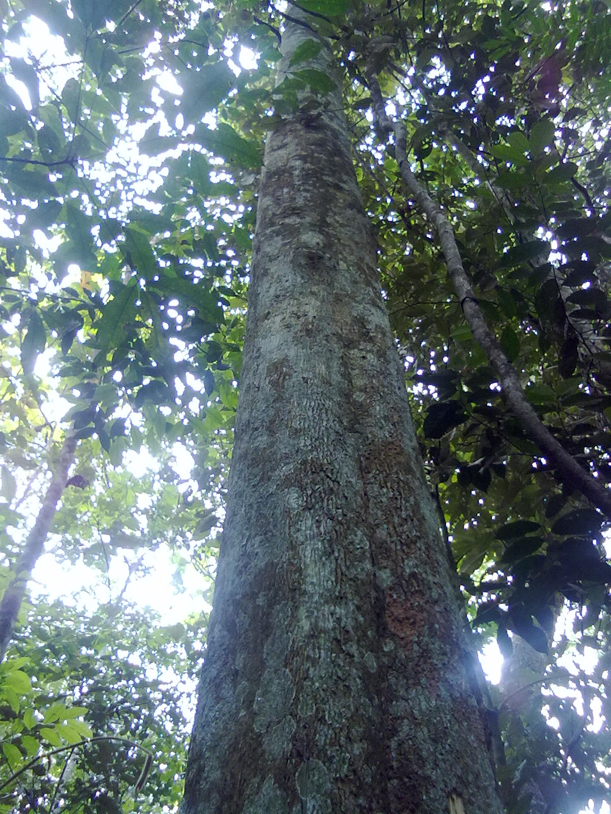 Gaharu dan Lebah Madu: Jumpa Pokok Gaharu Besar Di Hutan
