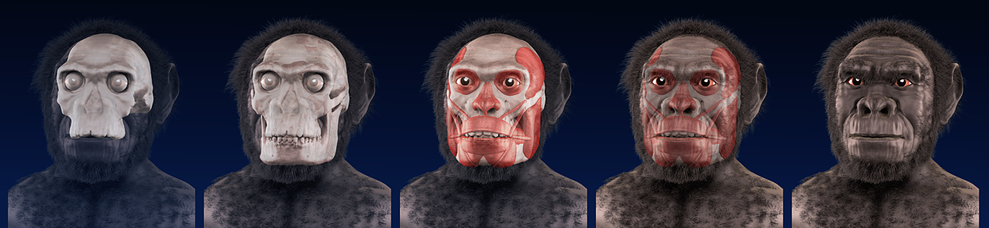 ATOR: The Faces of Evolution - Exhibition of hominids forensic facial ...