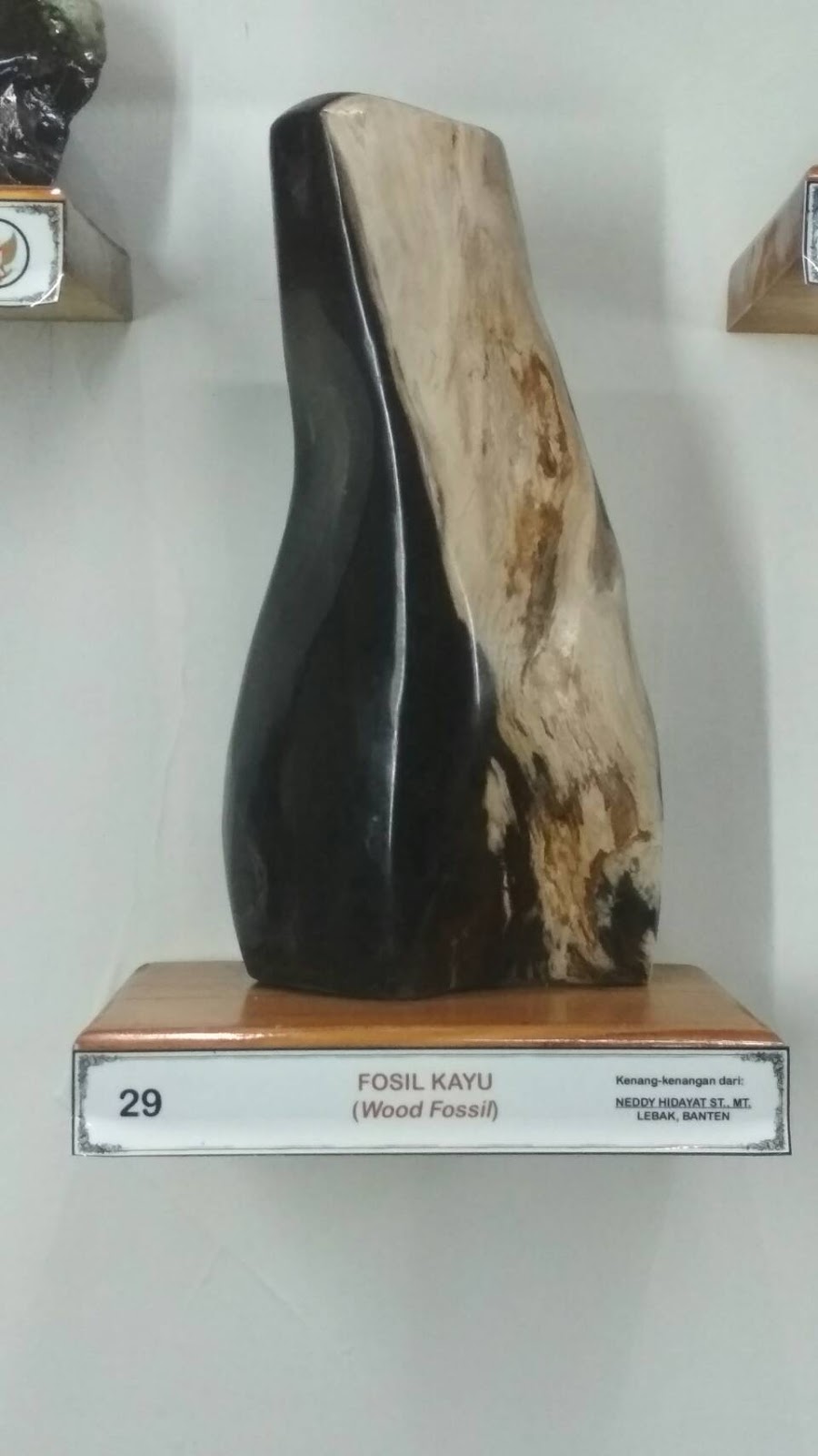 Fosil Kayu : Kenangan dan Sejarah Batu di Museum Batu Purba Universitas ...