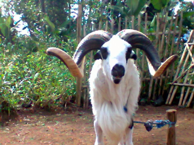 FOTO GAMBAR DOMBA GARUT