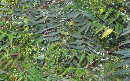 PASSIONS SUD: Plante magique n°2 : le neem (margousier)