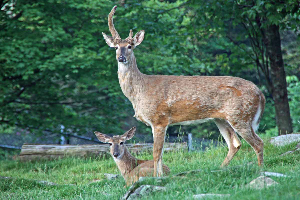 The Adventures of Bushwhack Jack