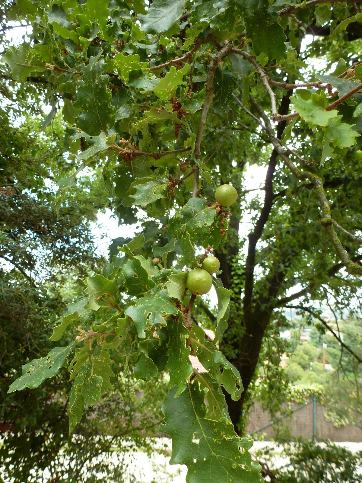 Árboles con alma: Roble pubescente. Roure Martinenc. (Quercus humilis)