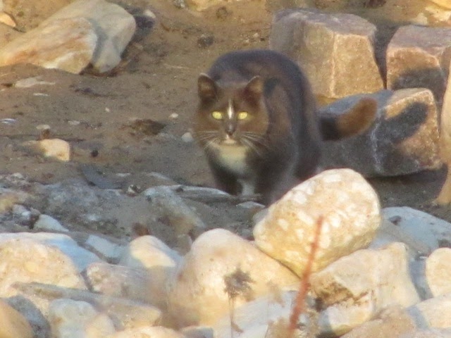 Sloopin - A South Loop Blog: Shots Around the Sloop: Wild Beach Cat at ...