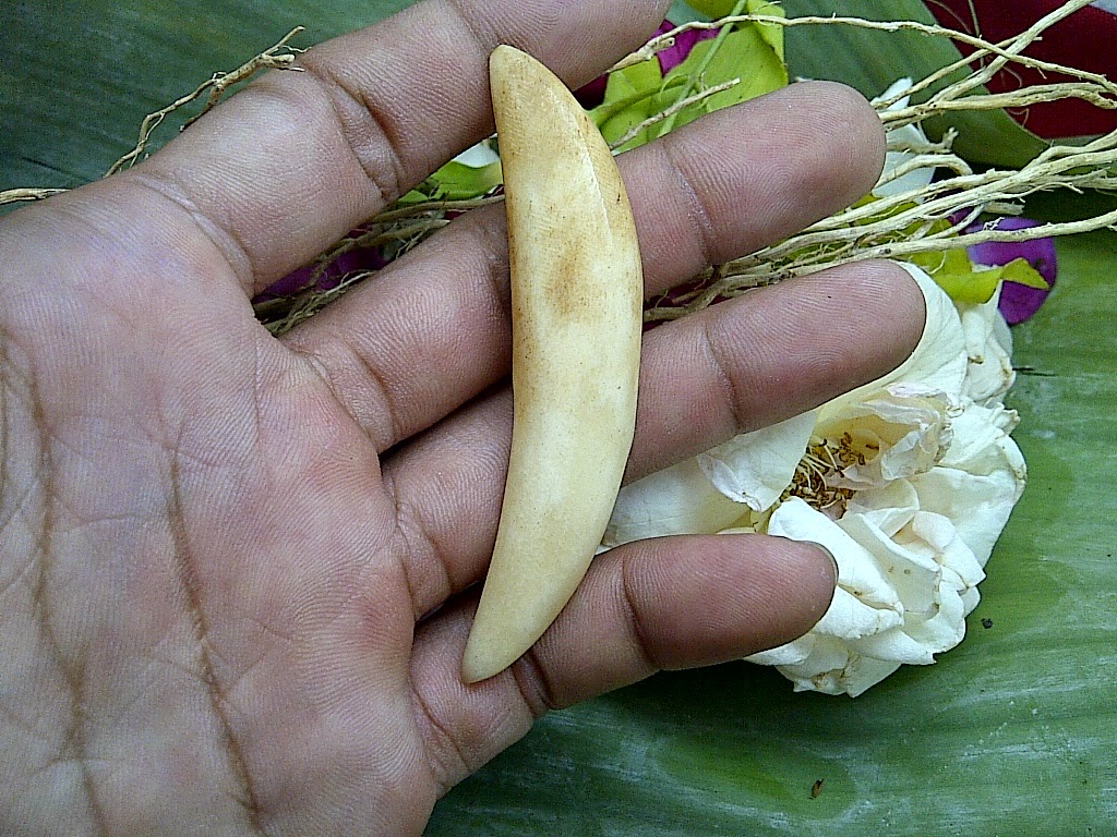 TULANG TARING MACAN HARIMAU ~ Jimat Azimat | Batu Mustika Geliga ...