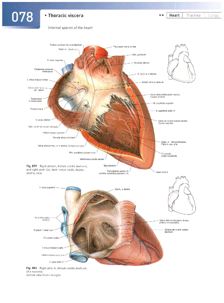 Anatomi Sobotta 2 | BlogK Putih