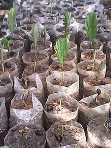 Bibit Sawit, Karet dan Aren: Foto-foto Bibit Aren