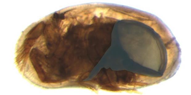 TheNewVerse.News : LESSONS OF THE OSTRACODS
