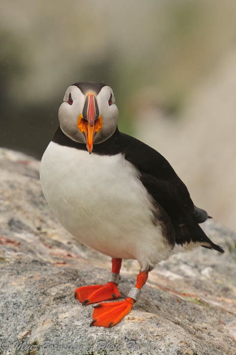 Atlantic Puffin