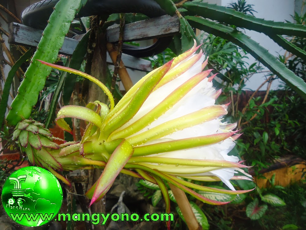 Paling Bagus 23+ Gambar Bunga Buah Naga Merah - Gambar Bunga Indah