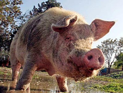 La Chachipedia: El cerdo. Sus scrofa domestica.