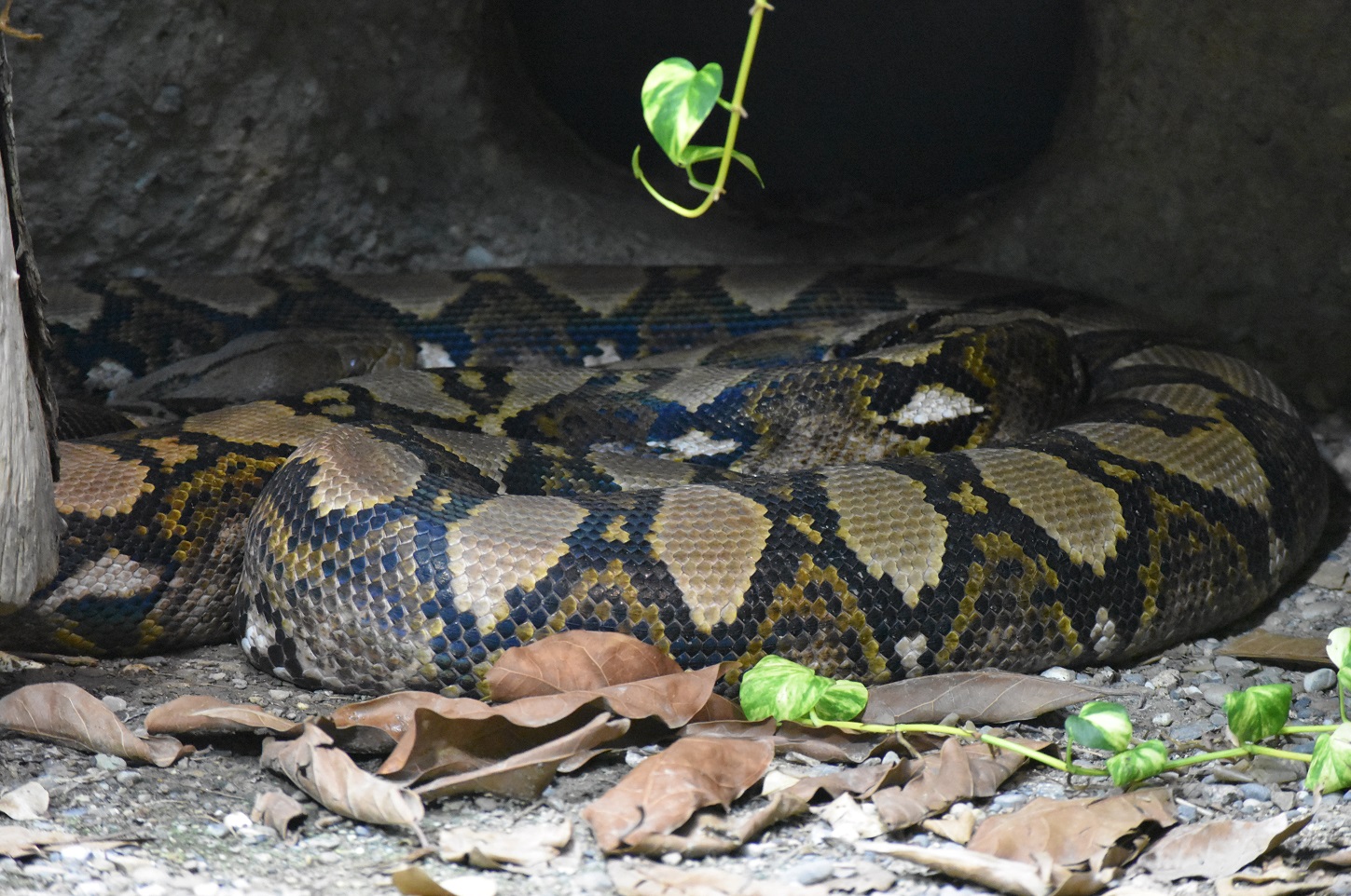 ZOOTOGRAFIANDO (6.100 ANIMALS): PITÓN RETICULADA / RETICULATED PYTHON ...