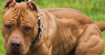freePitbull: Standard dell'American Pit Bull Terrier e dell'American ...