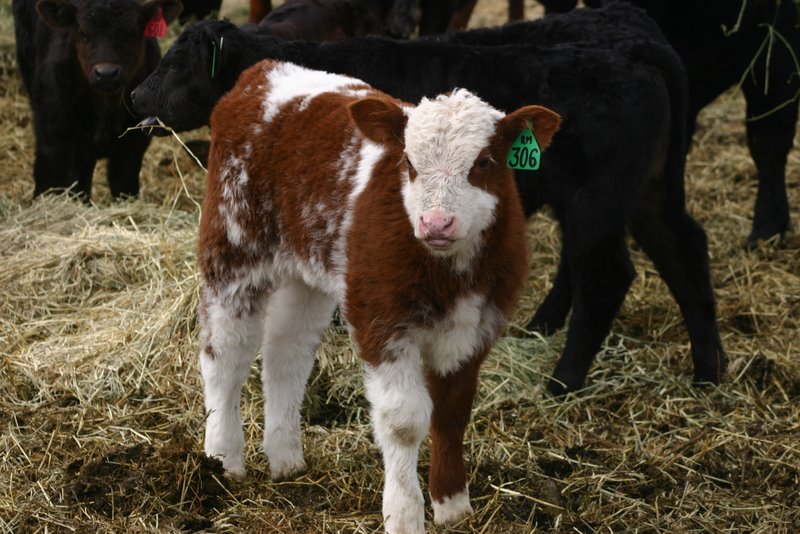 Lautner Farms: Rainmaker Bull Calf - Butter Creek Club Calves