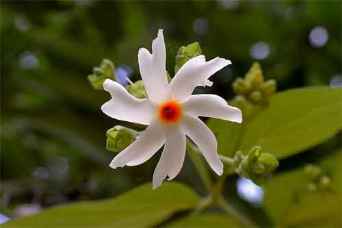 Flowers and Leaves offered to Lord Krishna during Pujas and Prayers ...